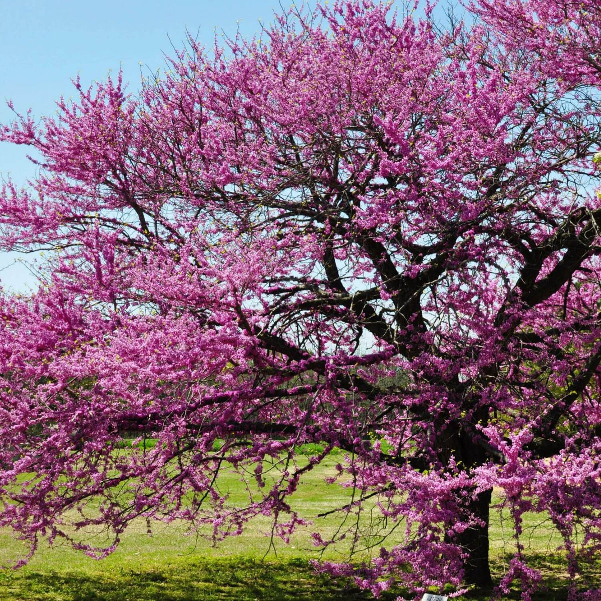 Eastern Redbud - Year Round Beauty! — The Living Urn