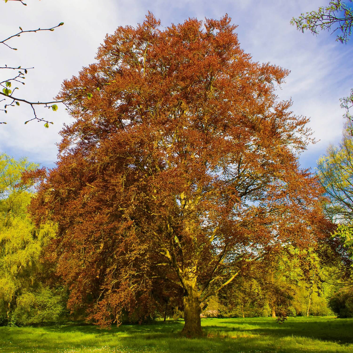 European Beech - Year-Round Beauty! — The Living Urn