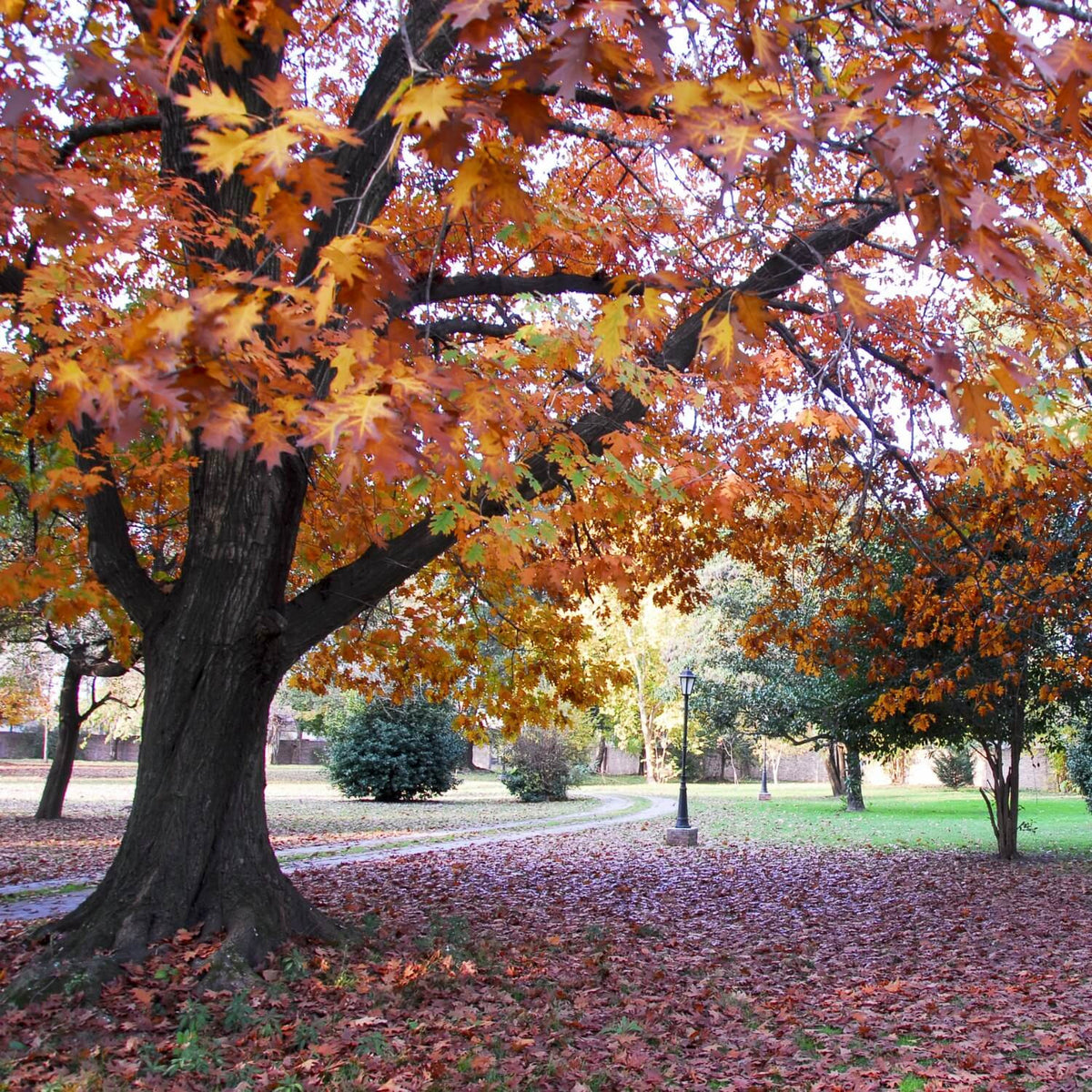Northern Red Oak - One of the Handsomest, Cleanest, and Stateliest Tre ...
