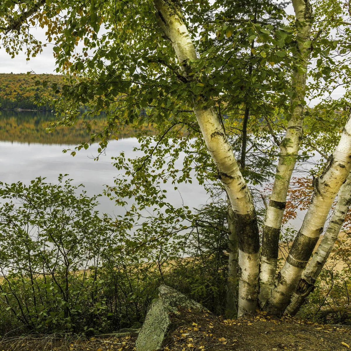Birch Tree - The Pioneer Species — The Living Urn