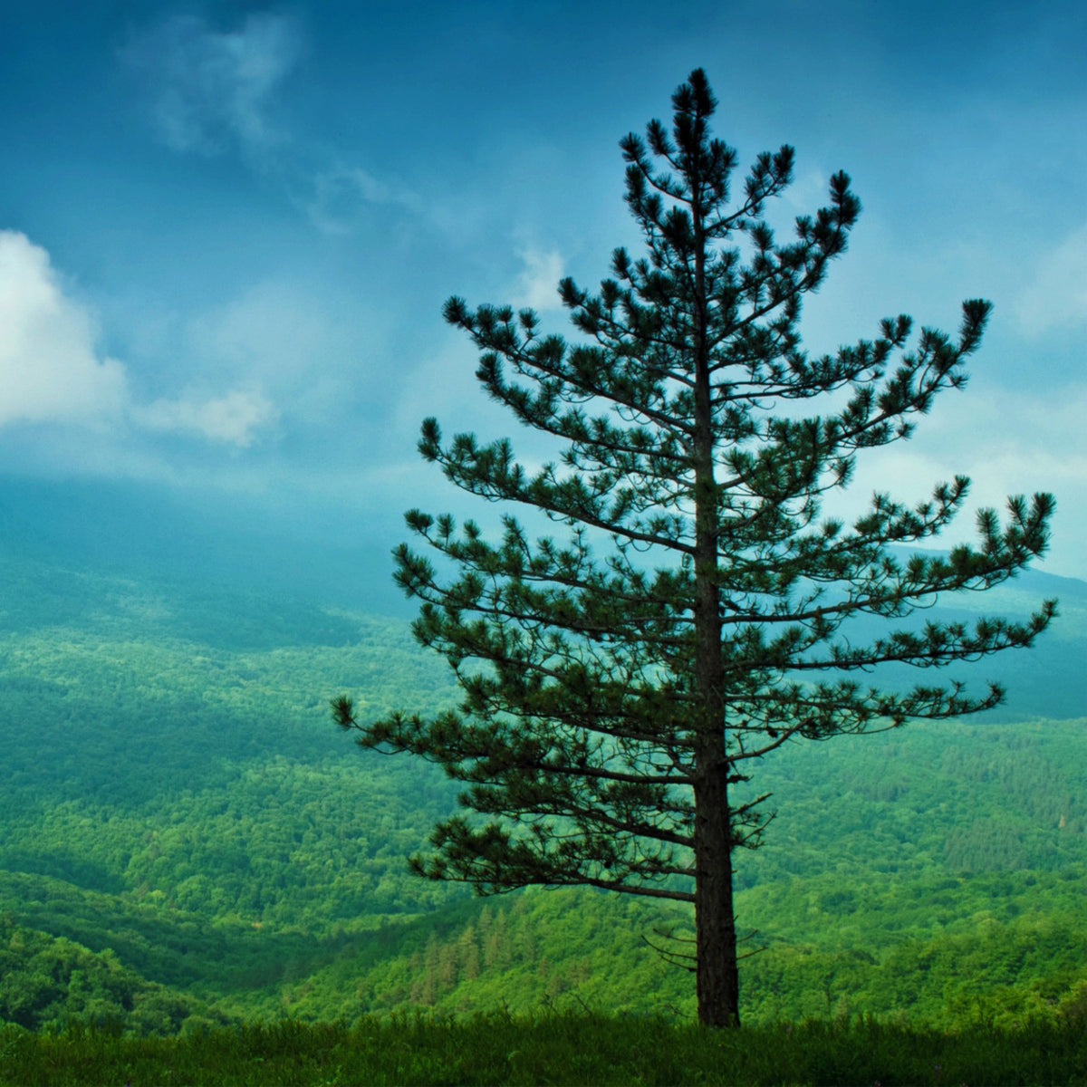 Interesting Tree Facts For Friday The Living Urn Interesting Tree Facts For Friday The Living Urn