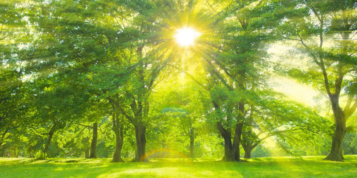 Tree Burial Pods: 5 Eco-Friendly Benefits — The Living Urn