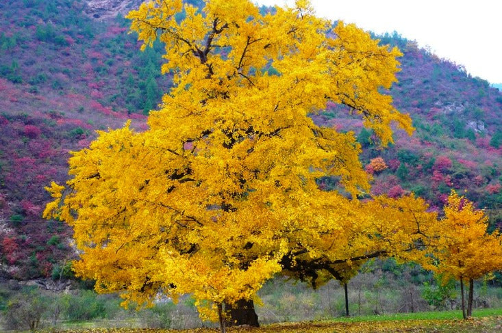 Ginkgo Biloba Tree: A Beautiful Tree Option Now Offered With The Living ...