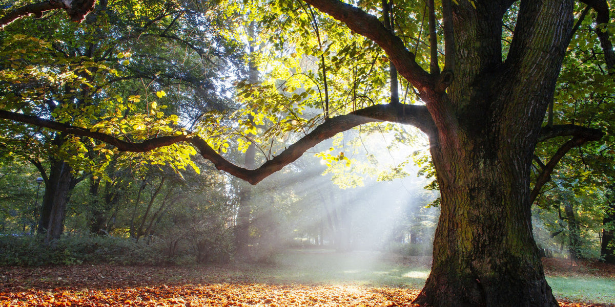Remembrance Trees: Commemorate a Loved One — The Living Urn