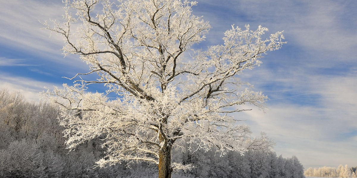What are the Best Cold Climate Trees for Your Memorial? — The Living Urn