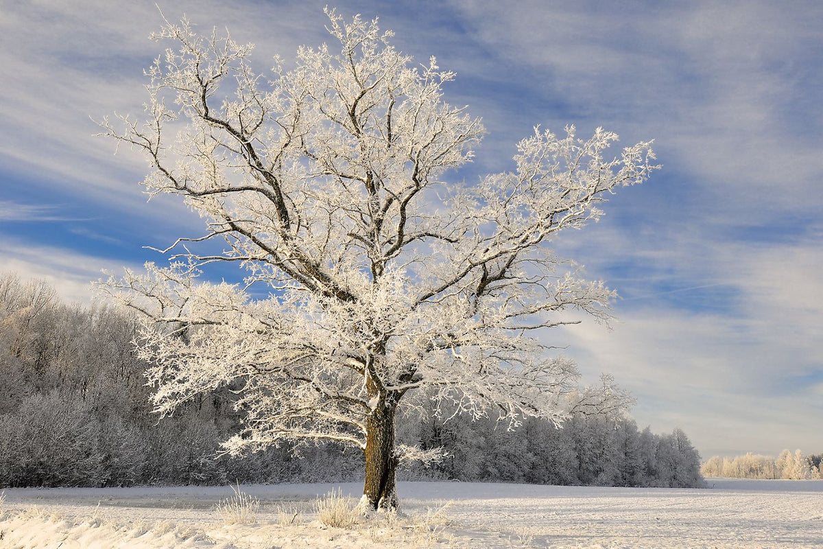 What are the Best Cold Climate Trees for Your Memorial? — The Living Urn