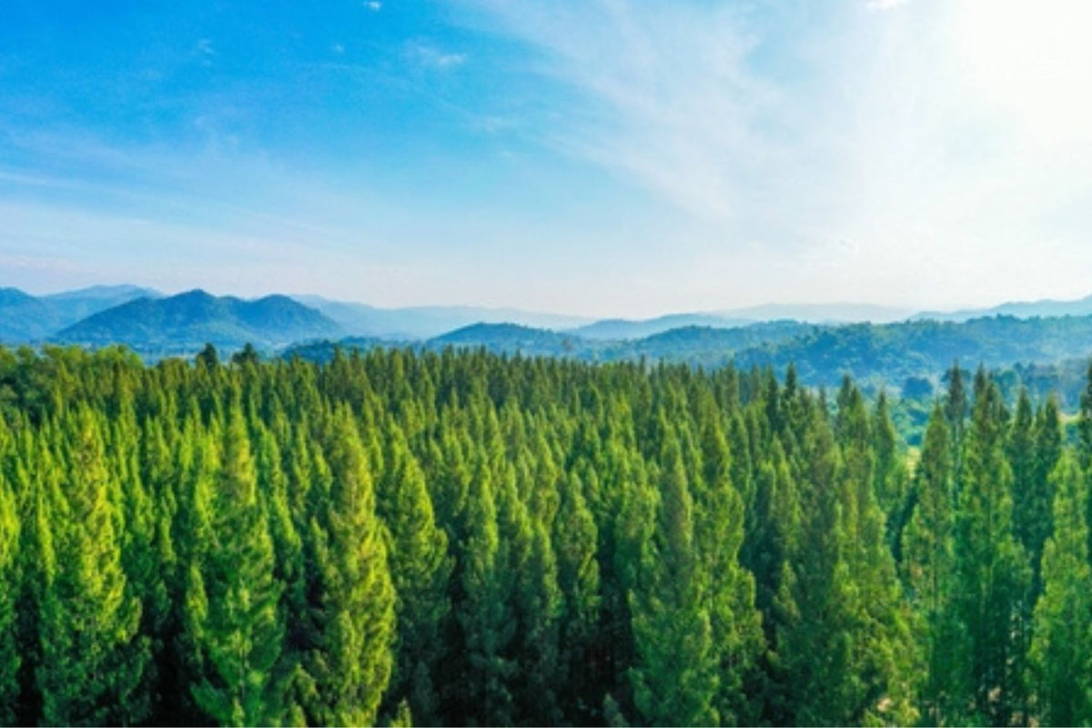 Memorial Trees: The Symbolism of Spruce Trees — The Living Urn