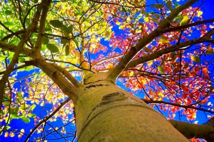 Tree Pod Burial: Five Beautiful Tree Memorial Options — The Living Urn