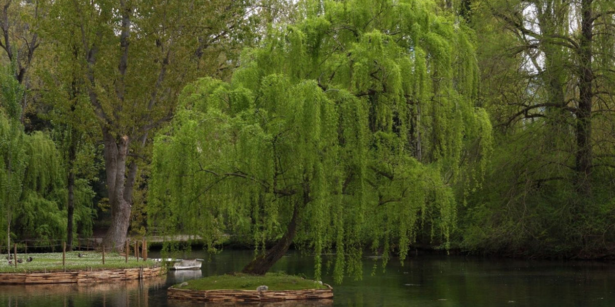 Weeping Willows: A Touching and Meaningful Living Memorial — The Living Urn