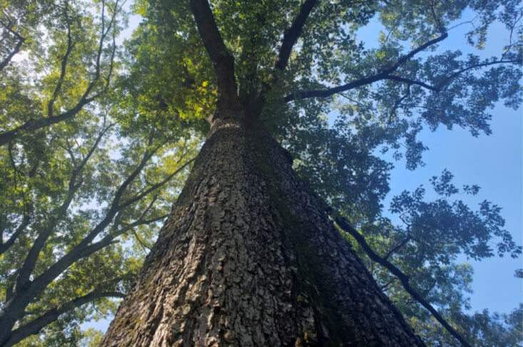 Bio Urns: Most Popular Tree Memorial Types — The Living Urn