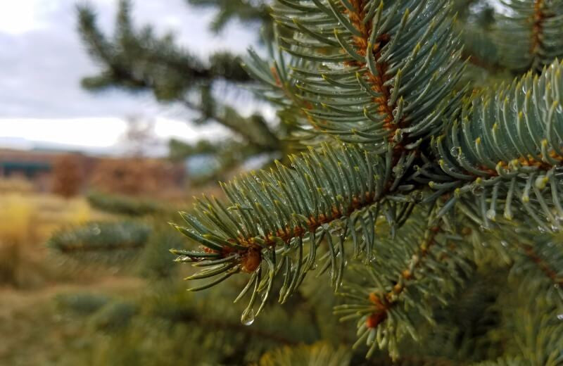 An Uplifting Memorial: Use the Loved One’s Cremation Ashes and a ...