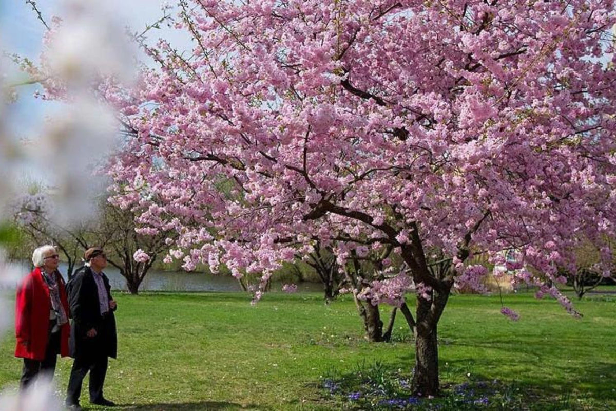 A Complete History of the Flowering Cherry Tree — The Living Urn