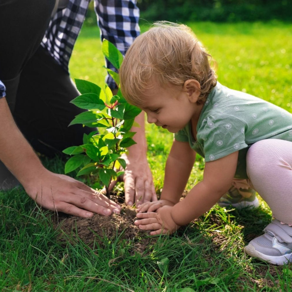 Bio Urn, Tree Burial, Cremation Tree — The Living Urn