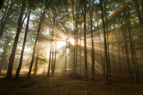 Trees Can Serve as a Compass — The Living Urn