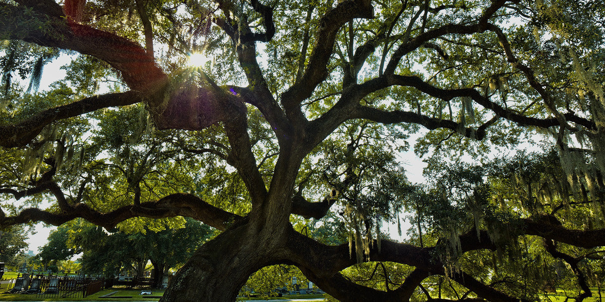 How to Determine the Age of a Tree — The Living Urn