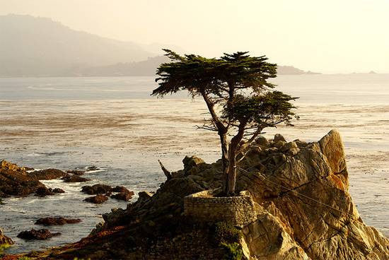 Pebble Beach's Famous Lone Cypress Tree — The Living Urn
