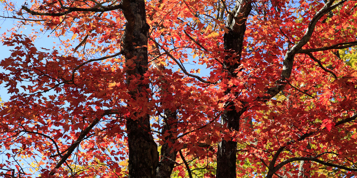 The Beautiful Northern Red Oak — The Living Urn