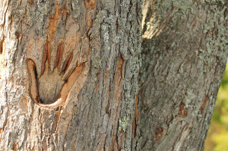 People and Trees: A Unique Relationship — The Living Urn