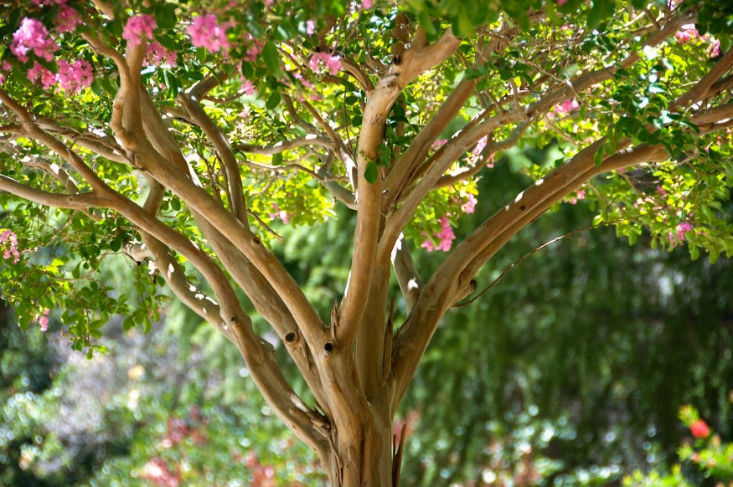 Crape Myrtle Trees: a comprehensive guide — The Living Urn