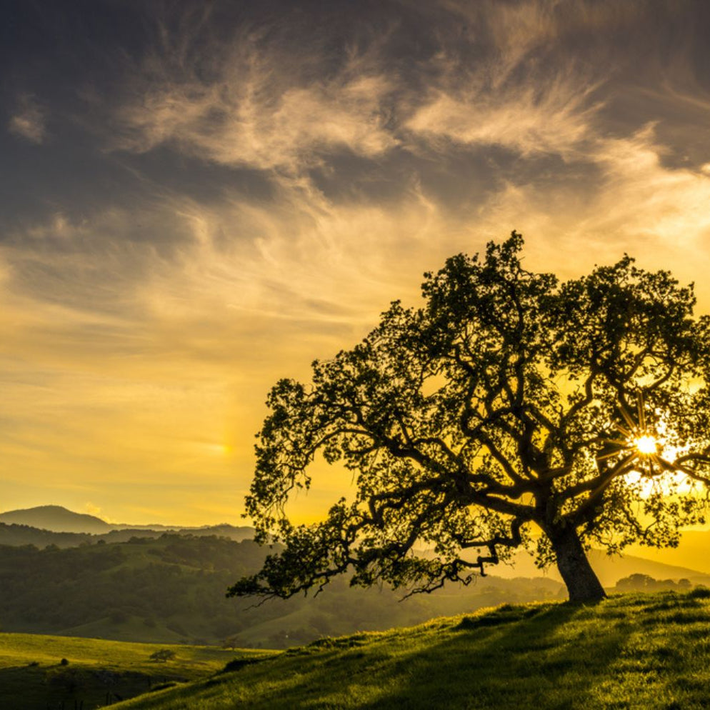 Bio Urn, Tree Burial, Cremation Tree — The Living Urn