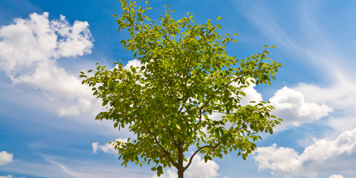 Becoming a Tree After Death, A Comprehensive Guide — The Living Urn