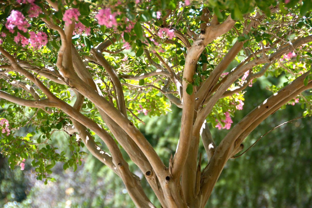 Crape Myrtle Tree Memorials with The Living Urn