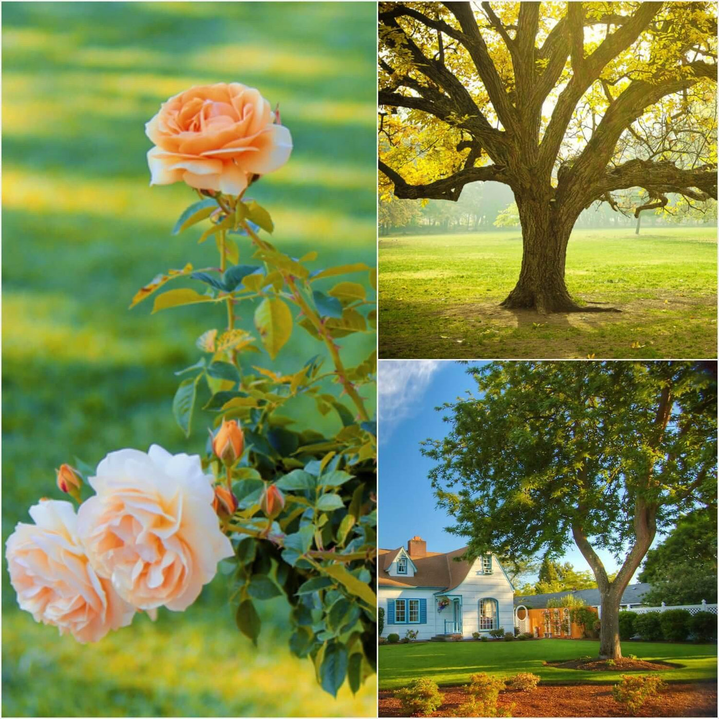 Biodegradable Urn, Cremation Tree, Bio Urn, Ashes into a Tree — The ...