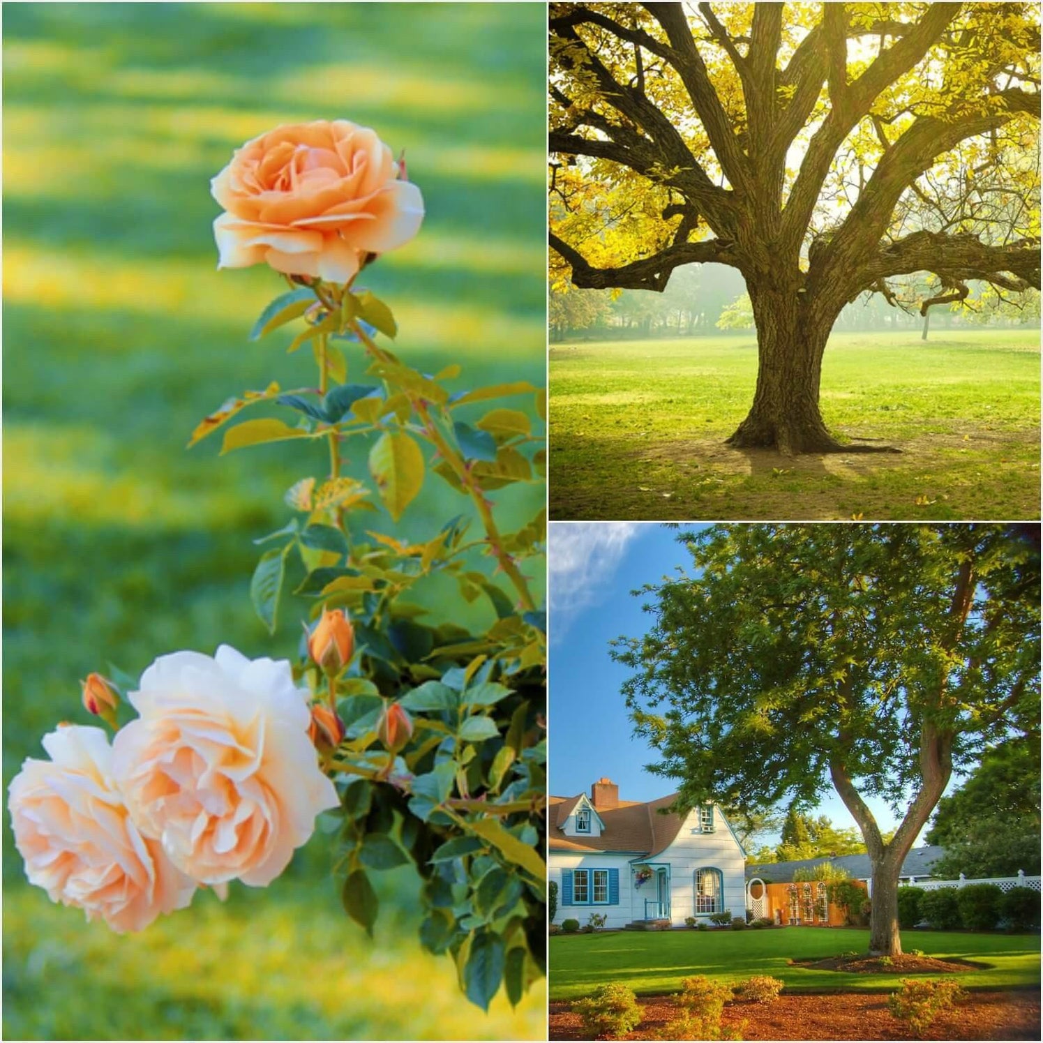 Urns for Ashes | Tree Burial & Cremation Urns — The Living Urn