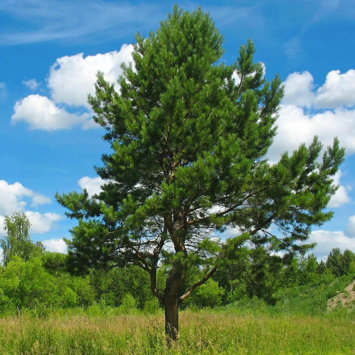 Pine Tree Urn, Biodegradable Cremation Urn, Pine Tree with Ashes — The ...