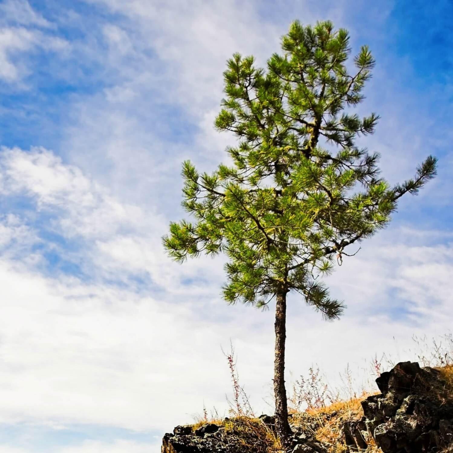 Pine Tree Urn, Biodegradable Cremation Urn, Pine Tree with Ashes — The ...