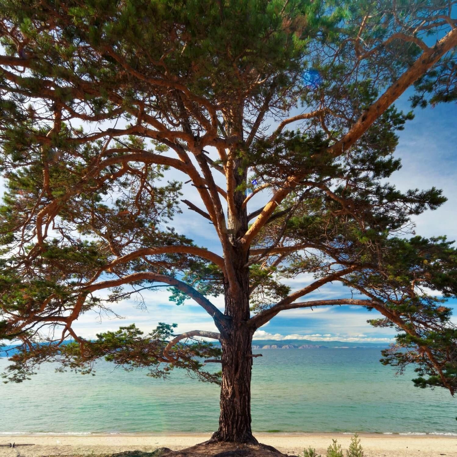 Pine Tree Urn, Biodegradable Cremation Urn, Pine Tree with Ashes — The ...