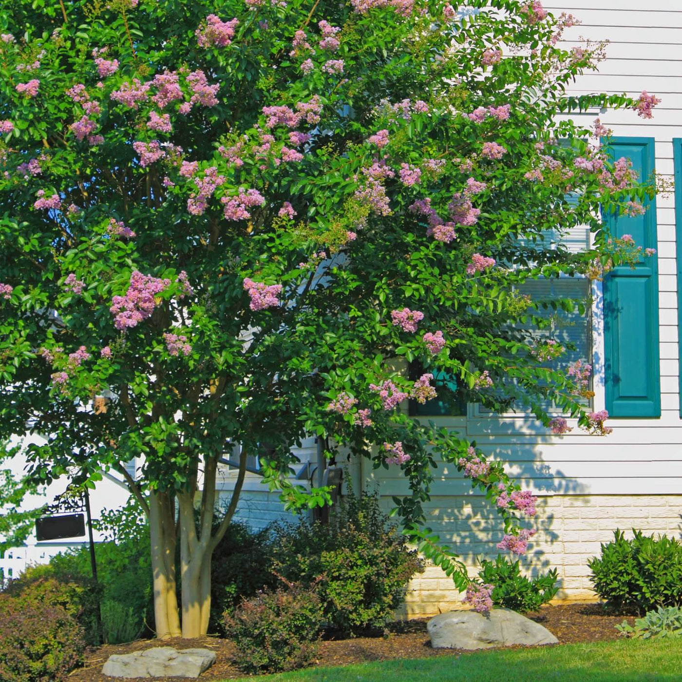 Crape Myrtle (Muskogee) — The Living Urn