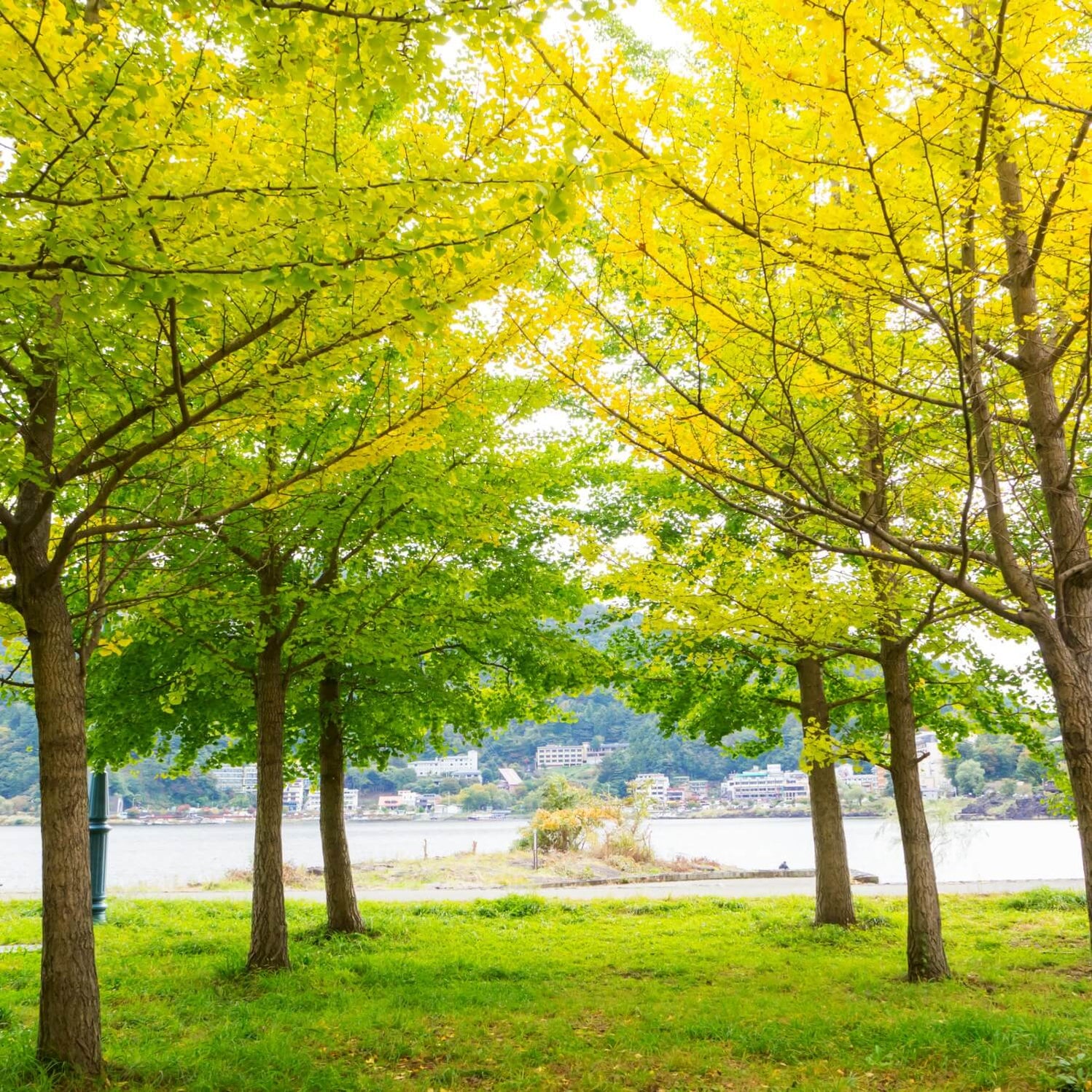 Ginkgo Biloba Tree Urn, Cremation Ginkgo Tree, Ashes into Ginkgo — The ...