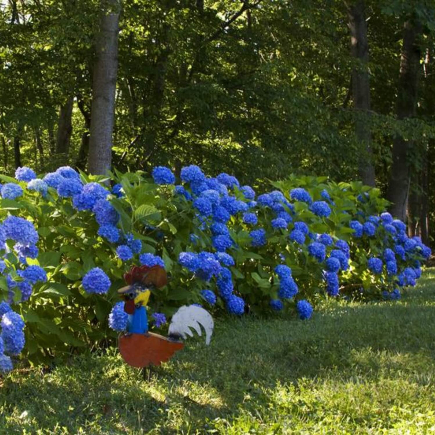 Hydrangea — The Living Urn