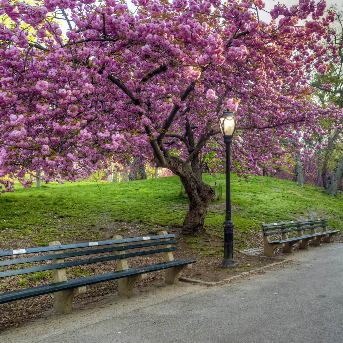 Japanese Flowering Cherry Tree Urn, Burial Tree Pod, Cremation Tree ...