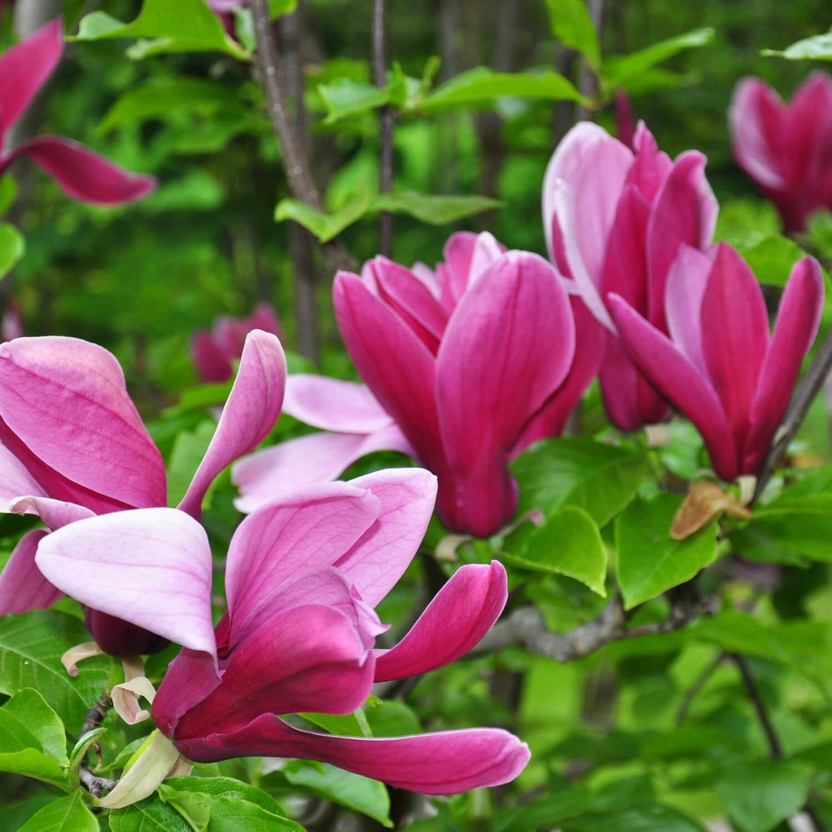 Magnolia Tree Urn, Ashes into Magnolia Tree, Flowering Tree from Ashes ...