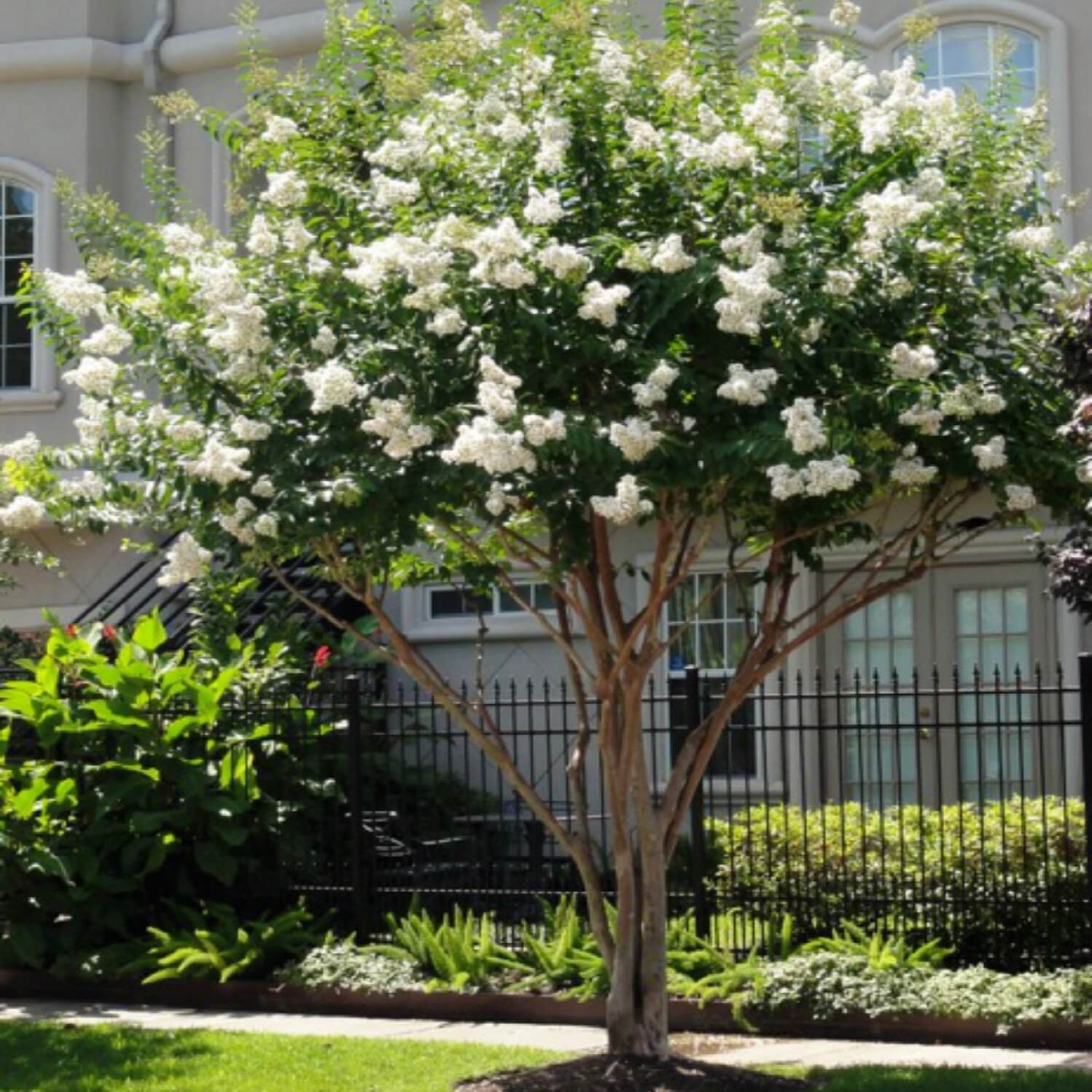Crape Myrtle (White) — The Living Urn