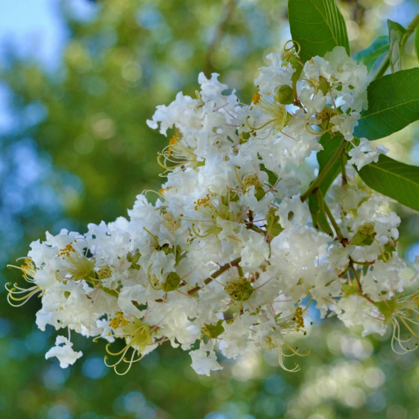 Crape Myrtle (White) — The Living Urn