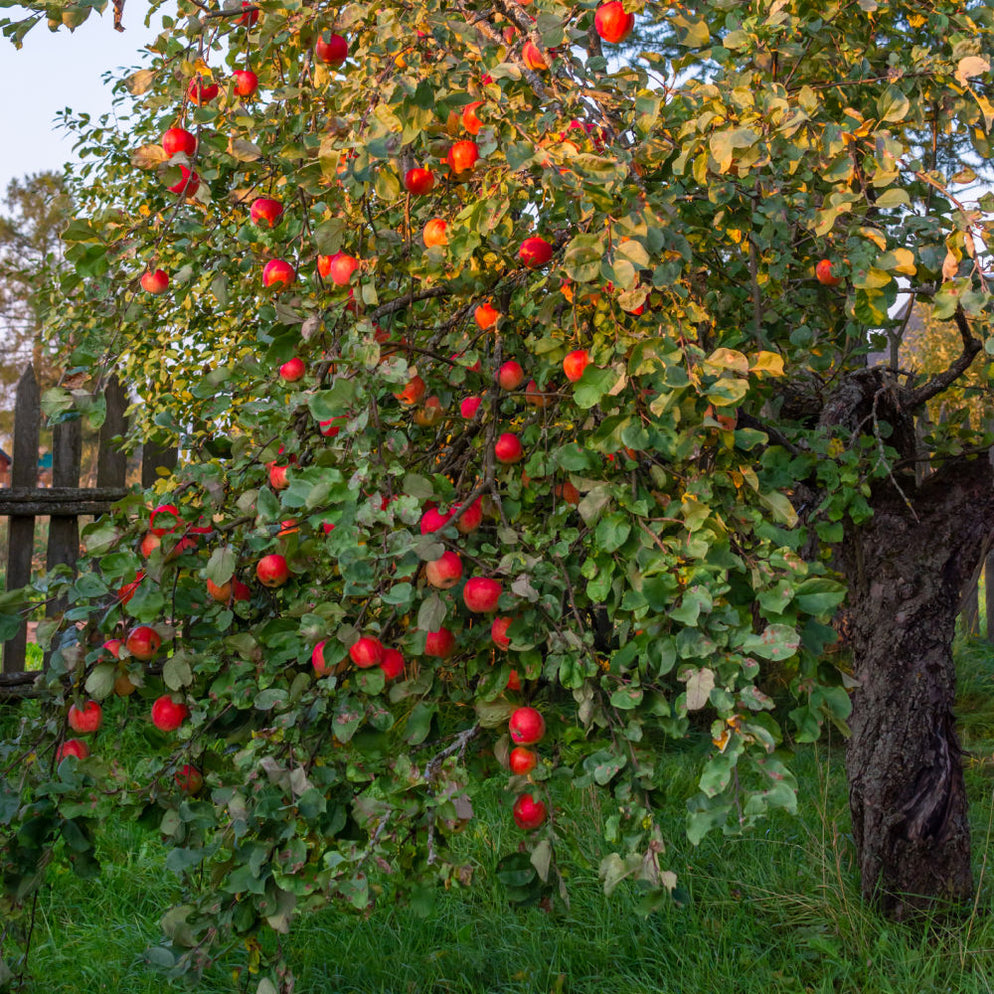 Red Delicious Apple — The Living Urn