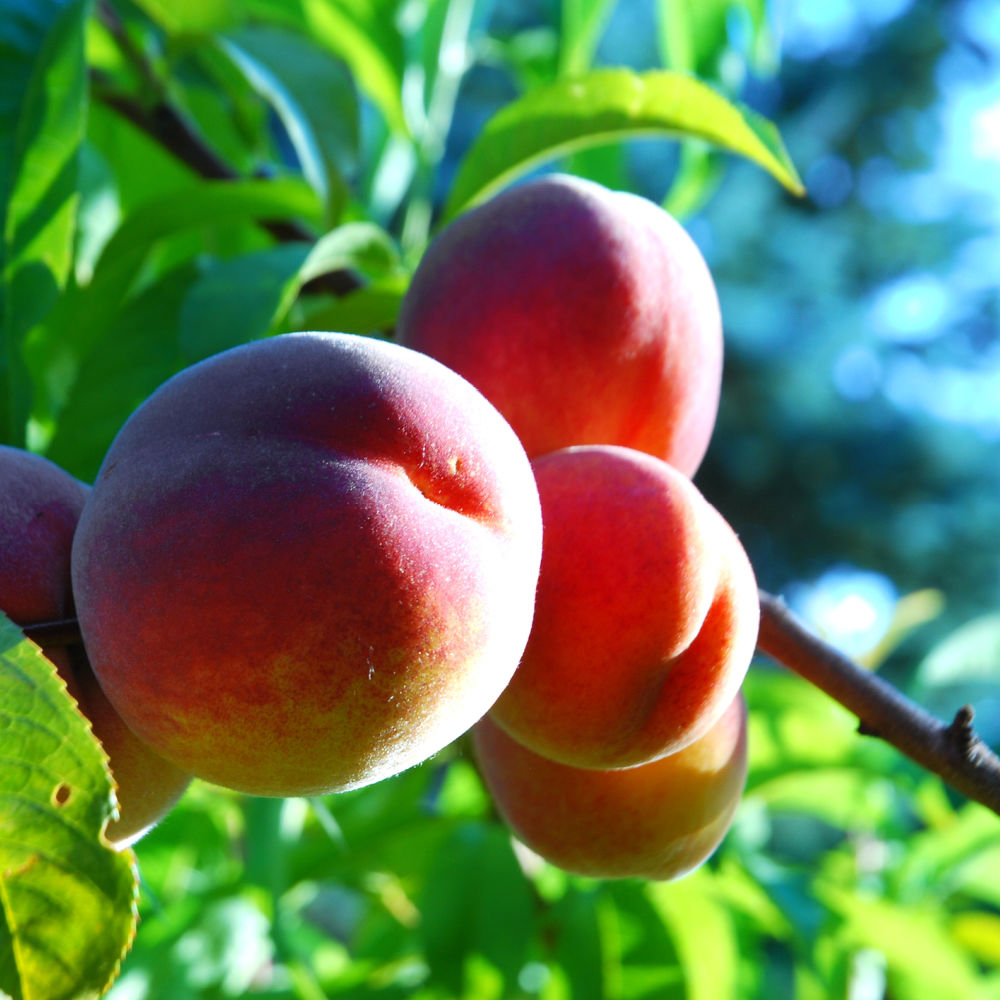 Red Haven Peach — The Living Urn