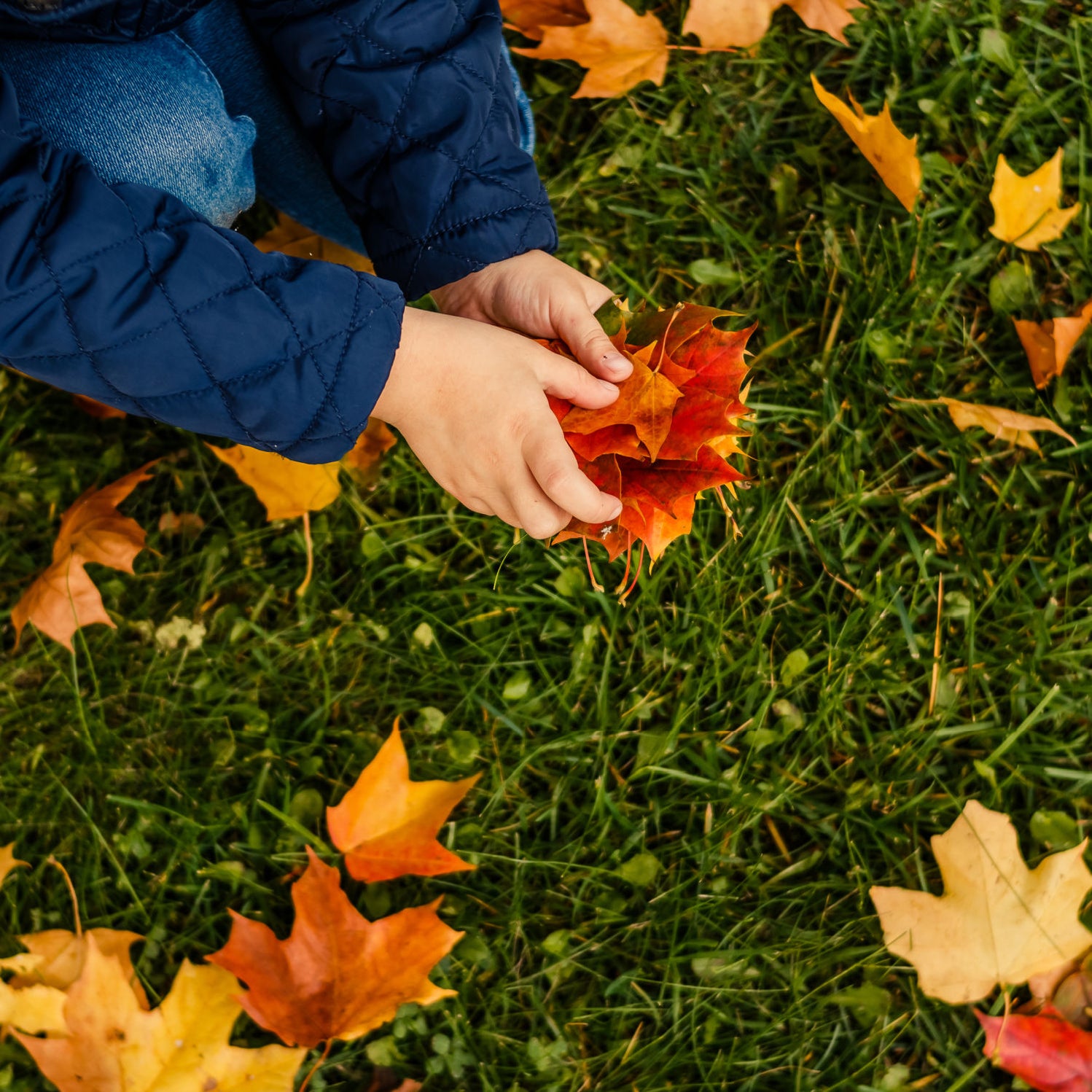 Maple Tree Urn, Bio Urn, Maple Burial Pod, Ashes to Maple Tree — The ...