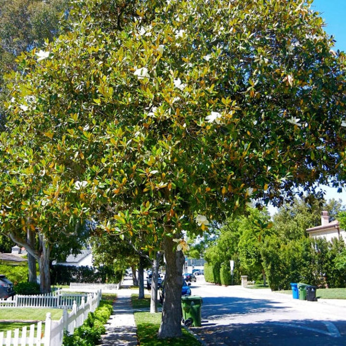Growing Zone 6 Memorial Trees & Memory Trees | The Living Urn
