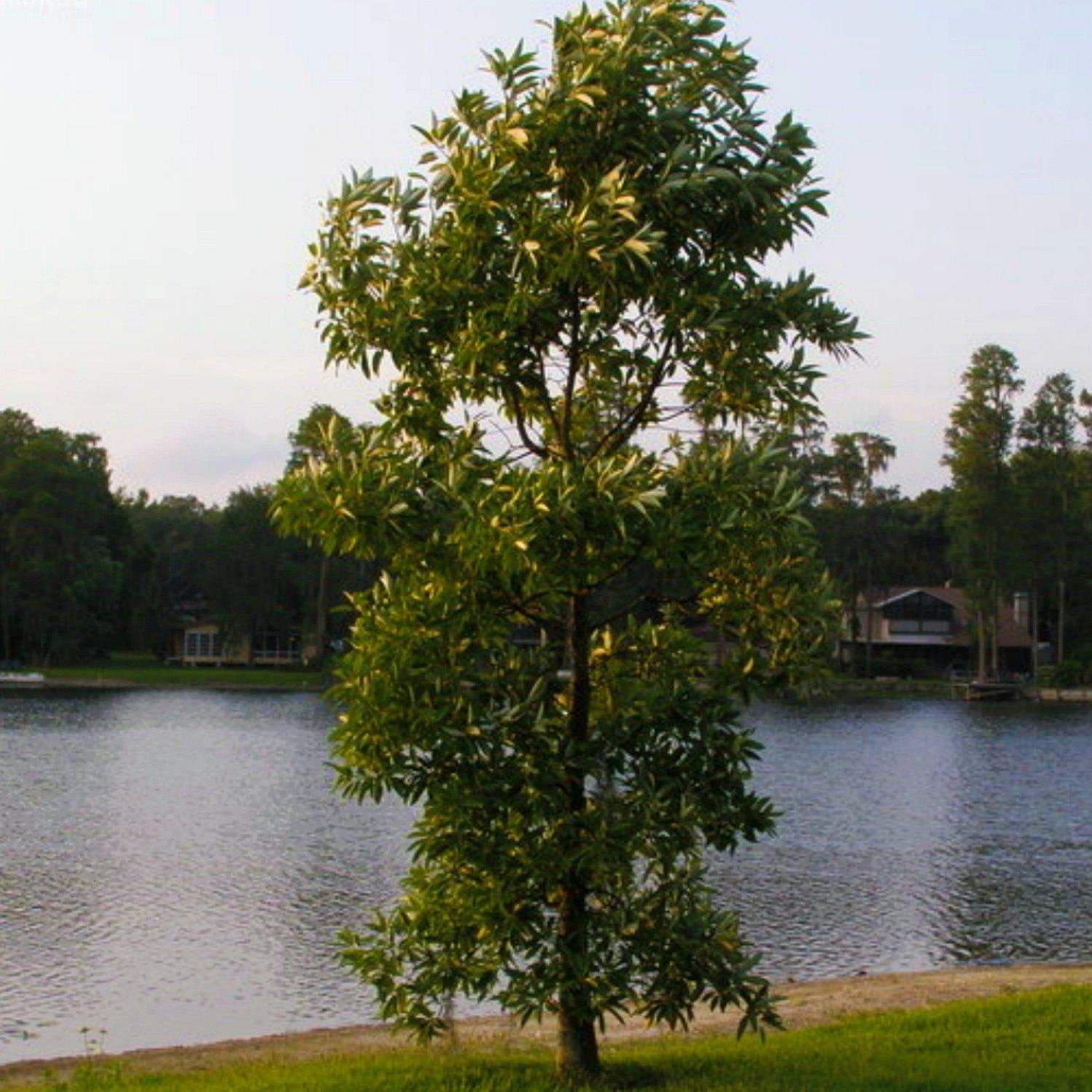 Magnolia Tree Urn, Ashes Into a Magnolia Tree, Planting System — The ...