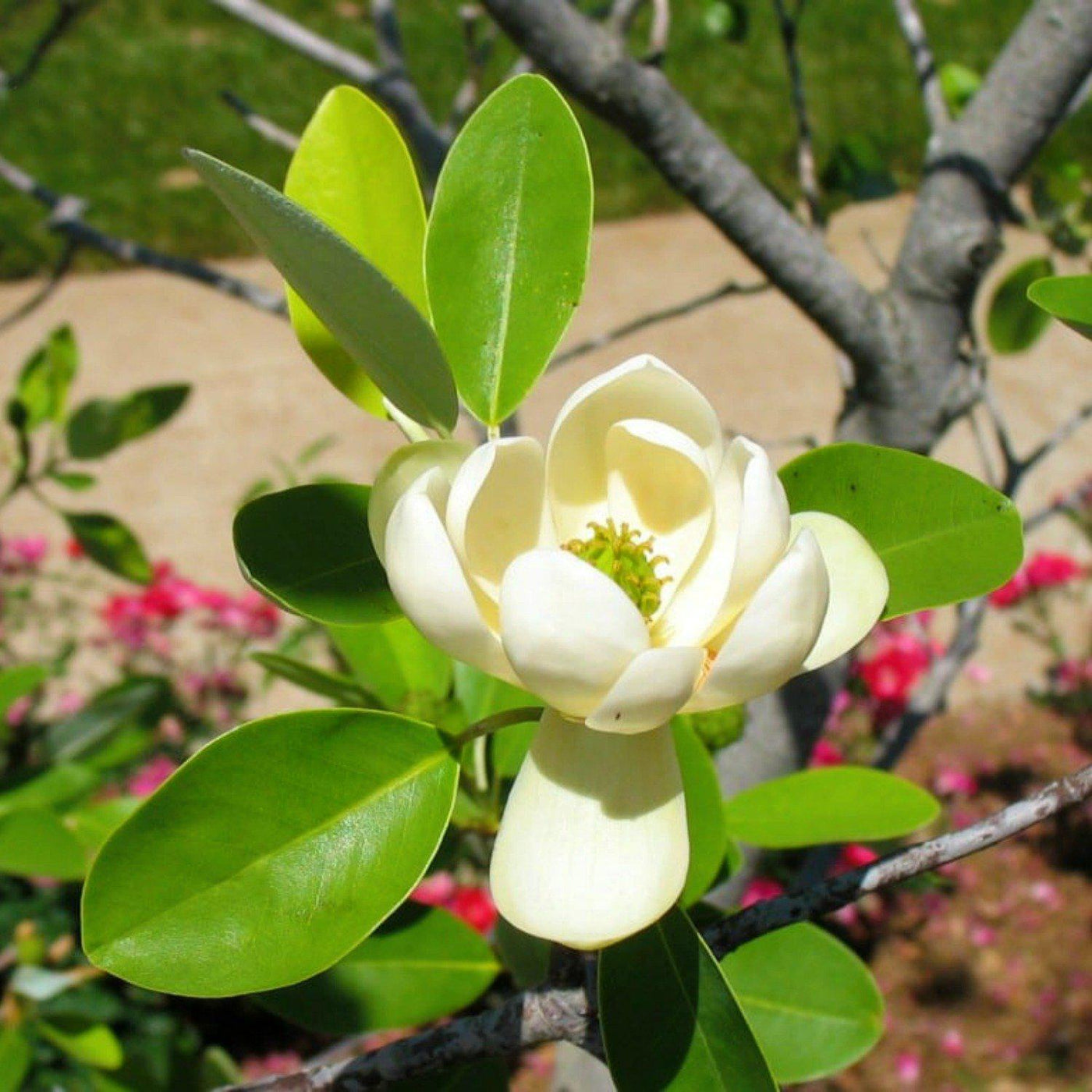 Magnolia Tree Urn, Ashes Into a Magnolia Tree, Planting System — The ...