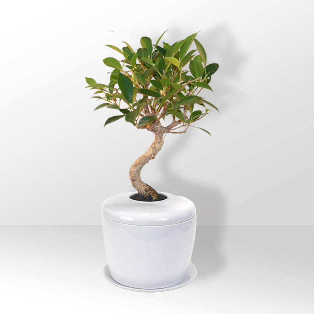 Urns for Ashes, Shop all Cremation Urns & Memorial Keepsakes — The ...