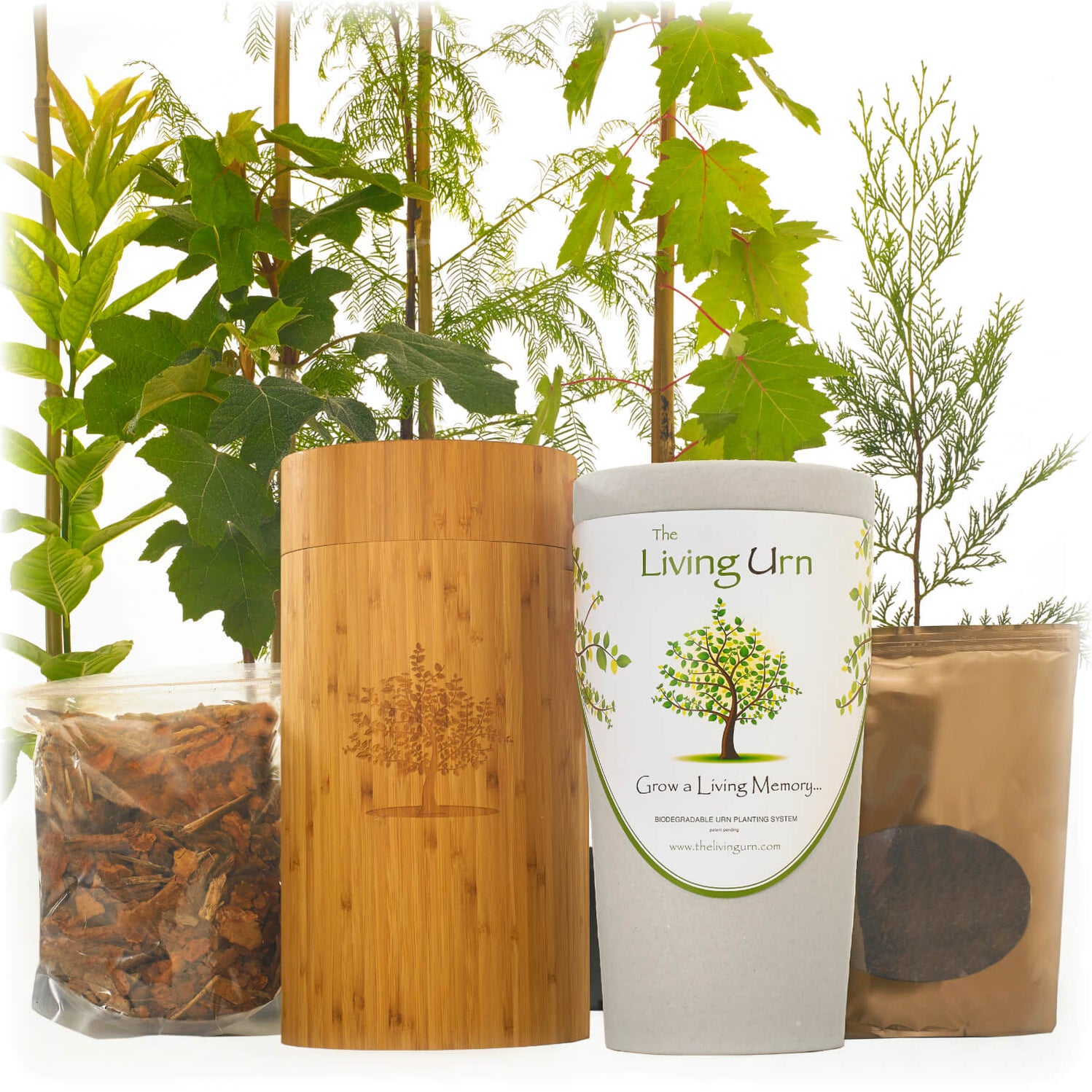 Magnolia Tree Urn, Ashes Into a Magnolia Tree, Planting System — The ...