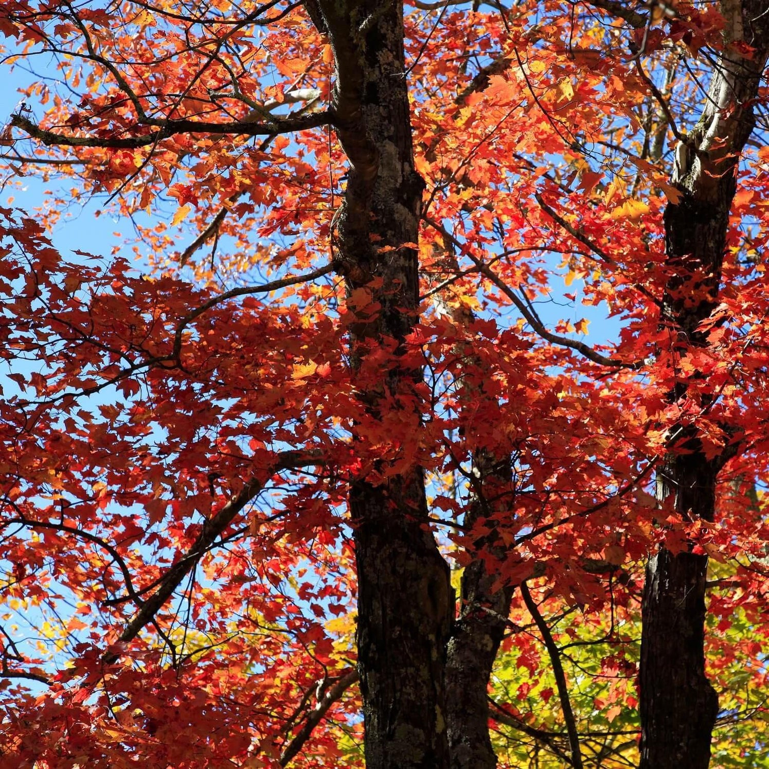Growing Zone 6 Memorial Trees & Memory Trees | The Living Urn