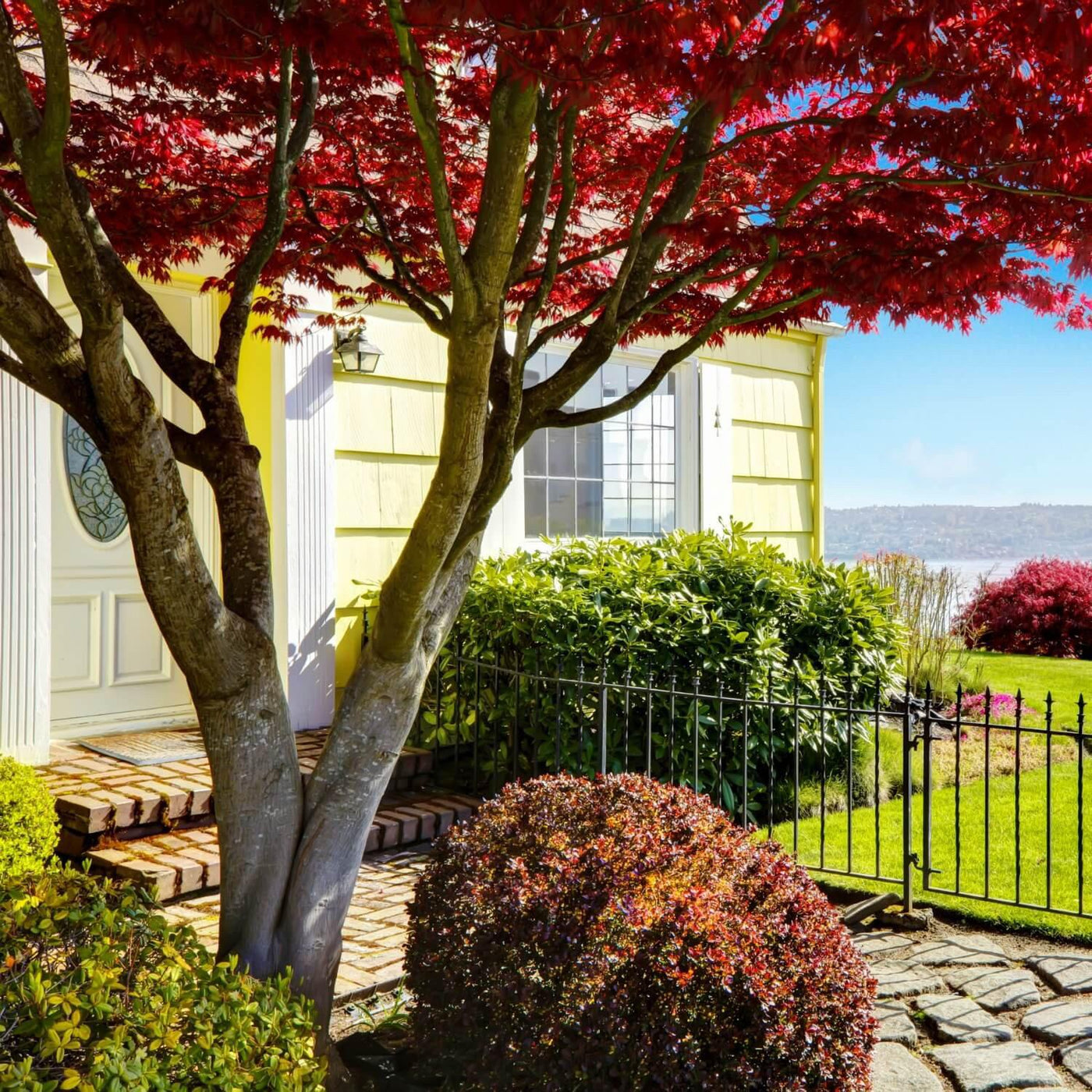 Maple Tree Urn, Bio Urn, Maple Burial Pod, Ashes to Maple Tree — The ...