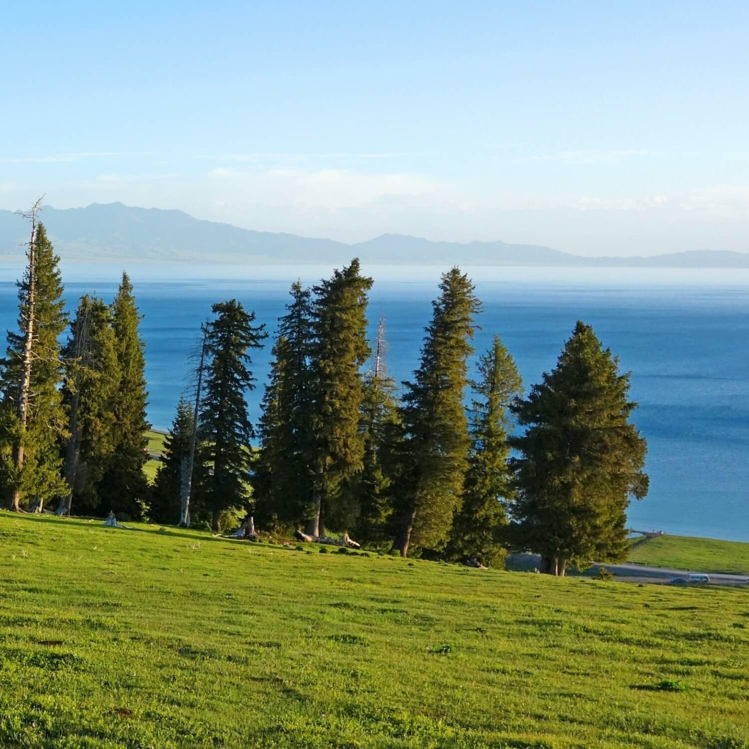 Spruce Tree Urn, Grow a Spruce Tree from Ashes, Spruce Tree Cremation ...